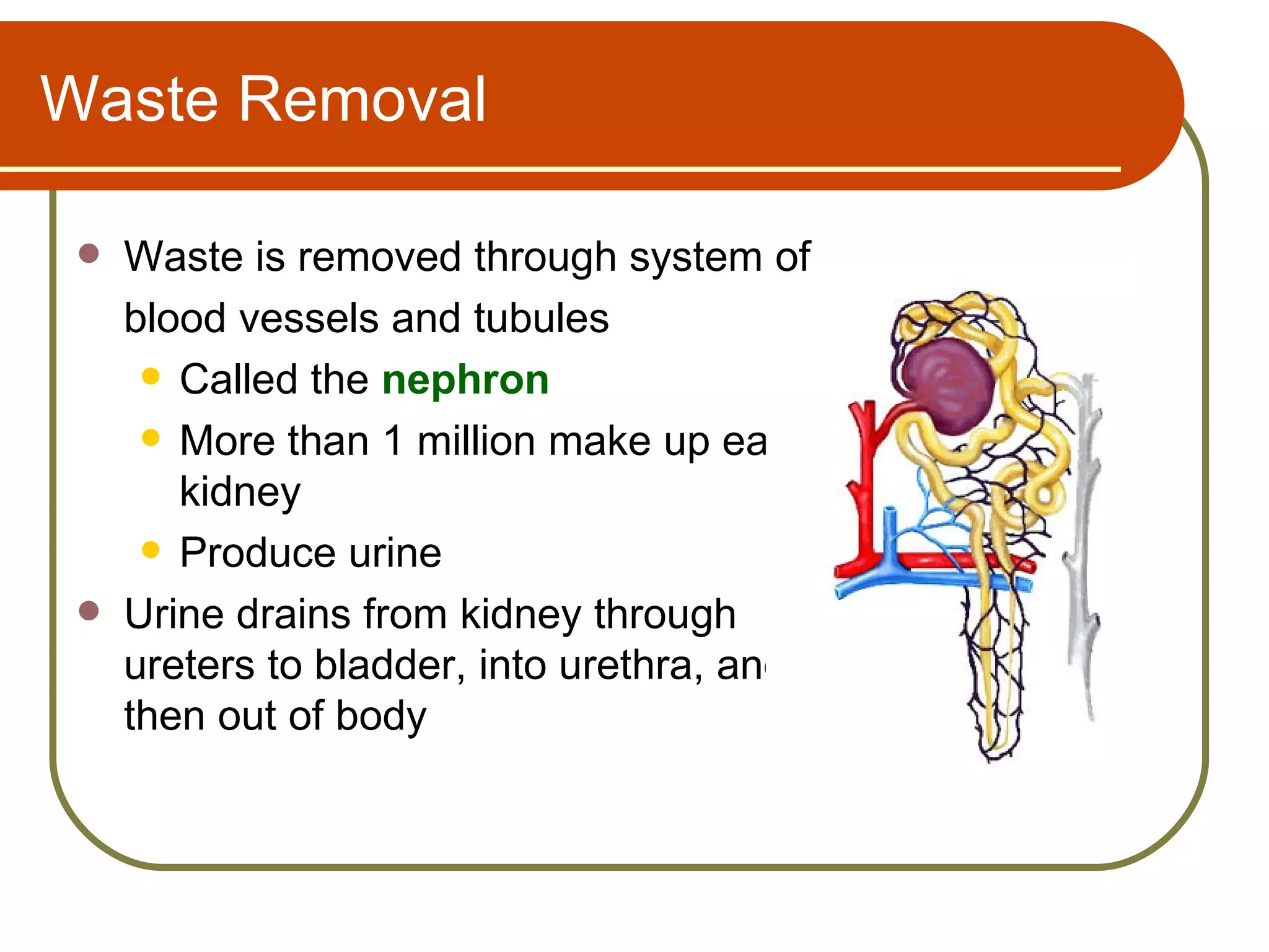 Urinary System Terminology | PPT