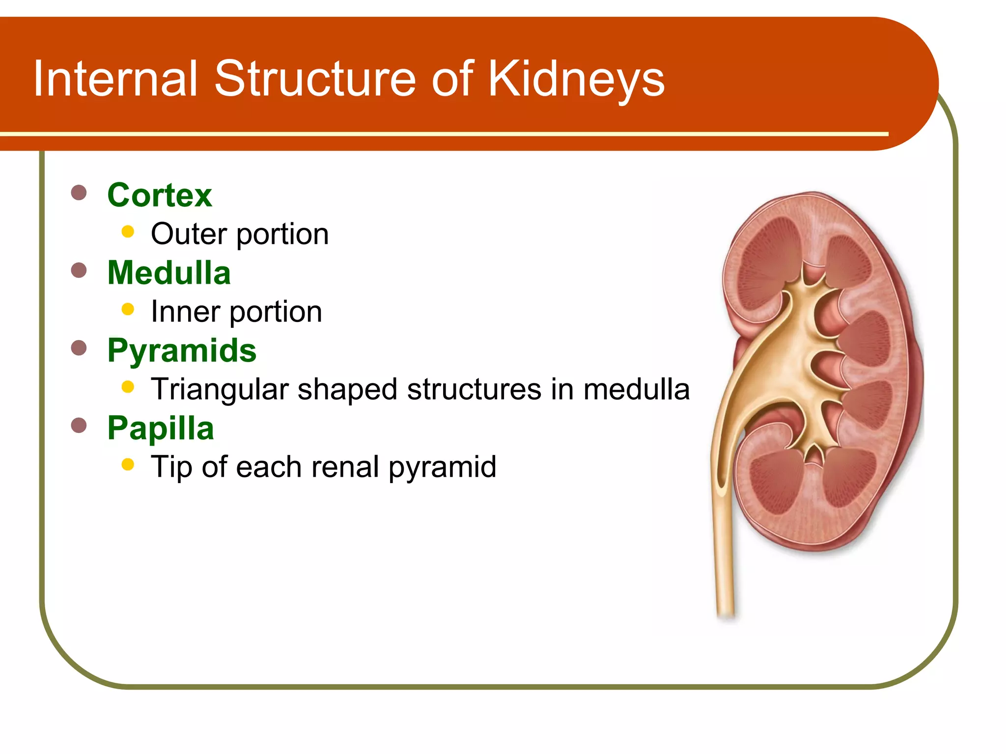Urinary System Terminology | PPT