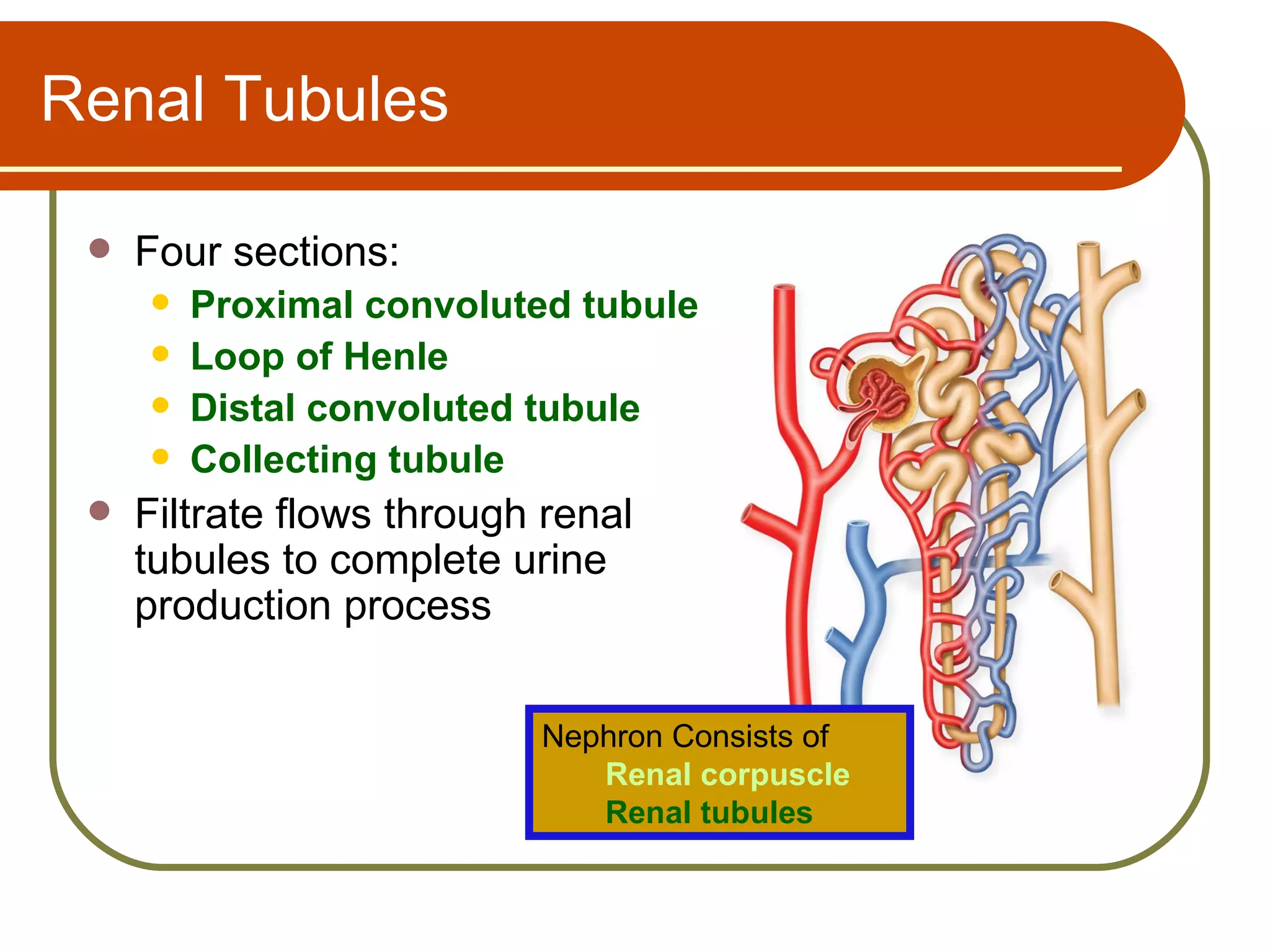 Urinary System Terminology | PPT