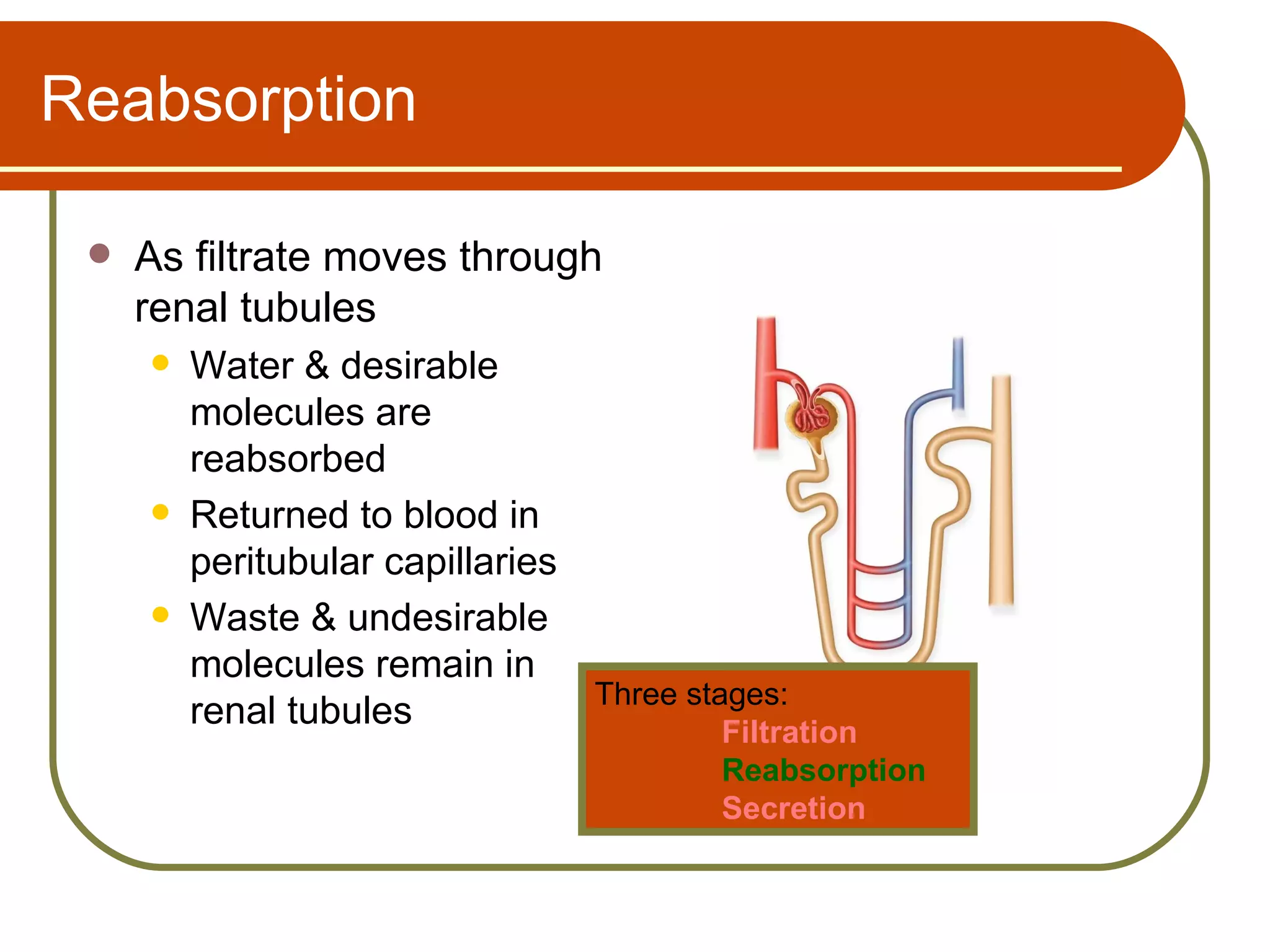 Urinary System Terminology | PPT