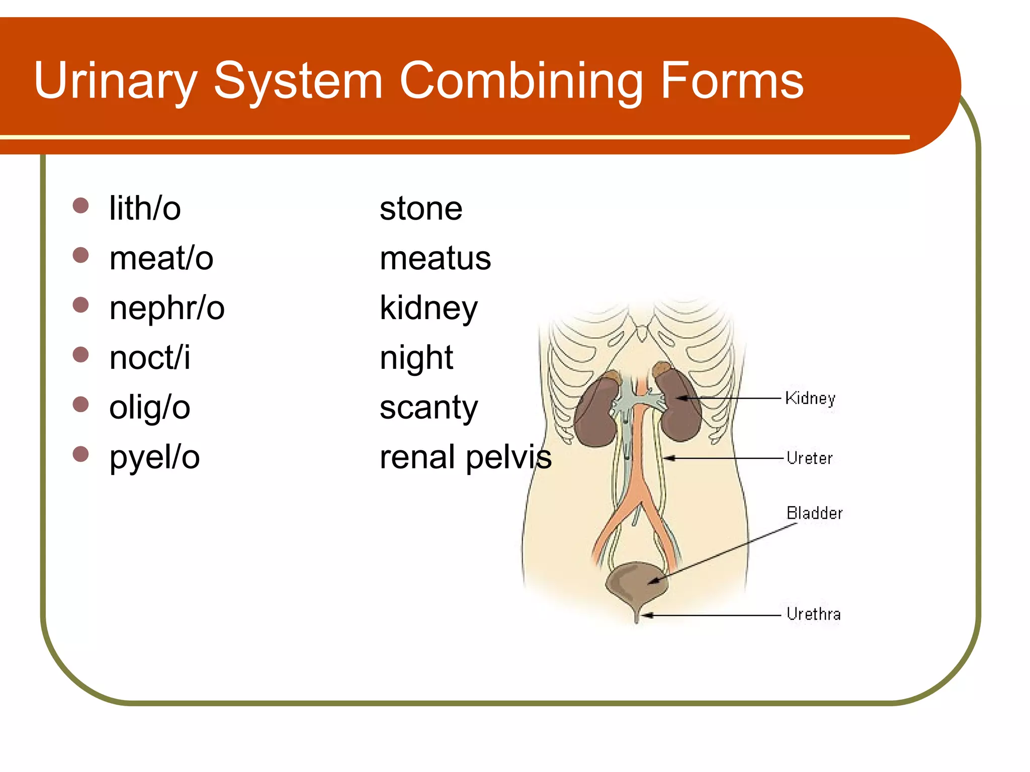 Urinary System Terminology | PPT