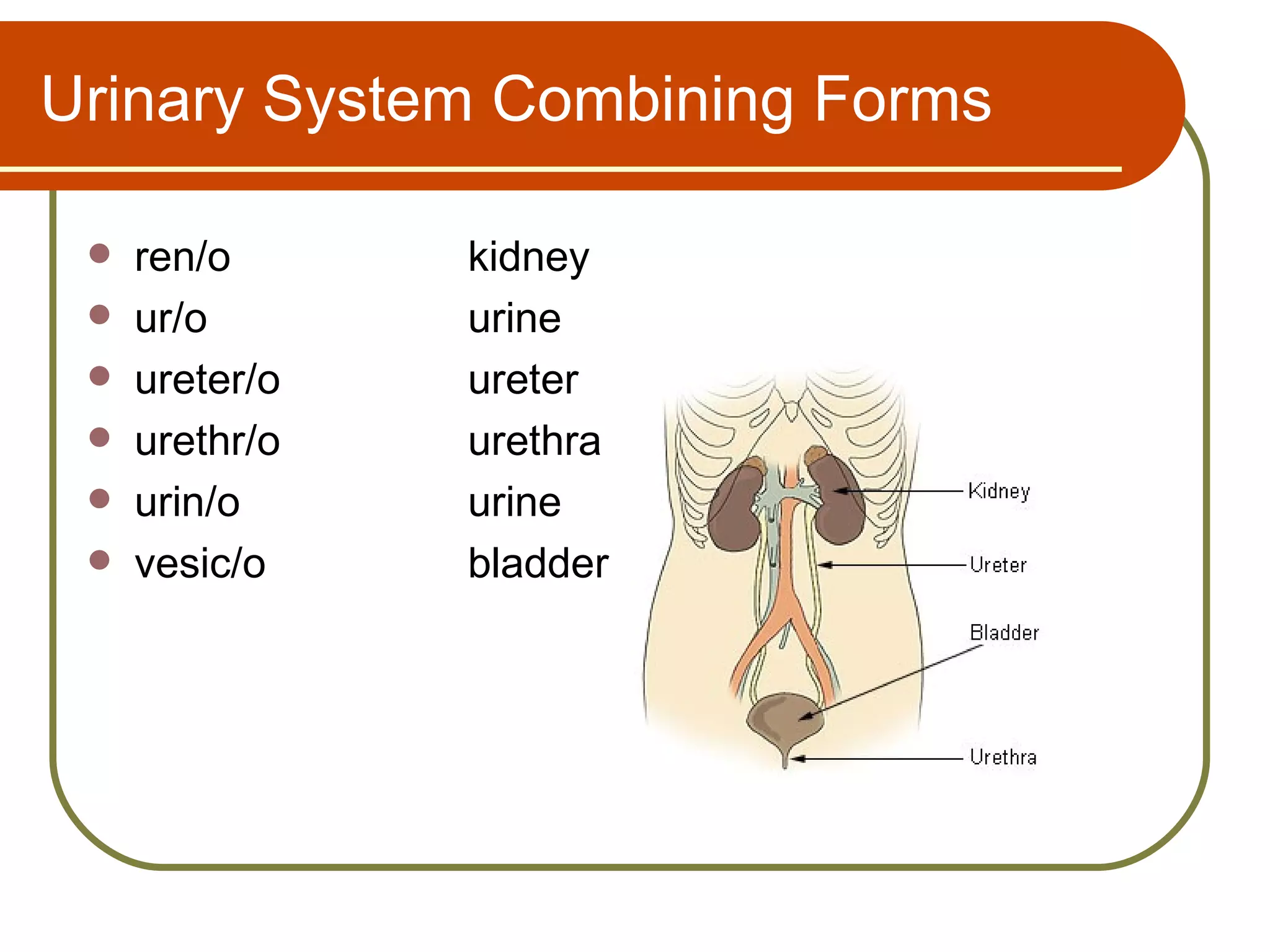 Urinary System Terminology | PPT