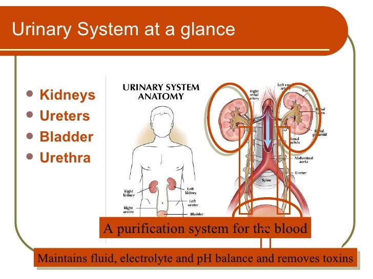 Urinary System Terminology
