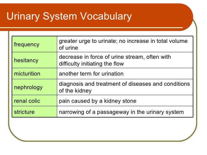 Urinary System Terminology
