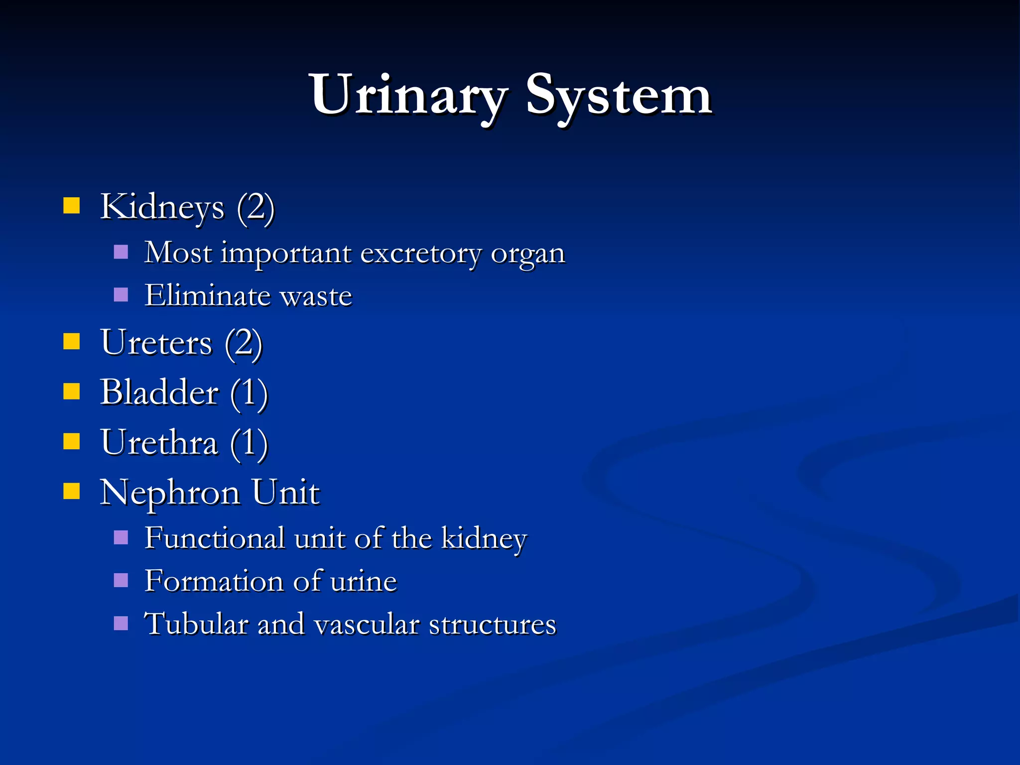 Urinary+system+anatomy+and+physiology | PPT