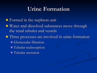 Urinary+system+anatomy+and+physiology | PPT