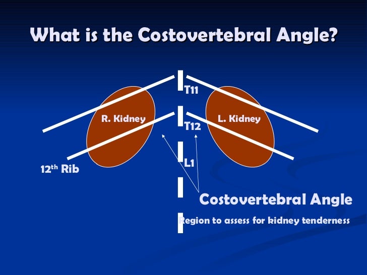 Urinary+system+anatomy+and+physiology