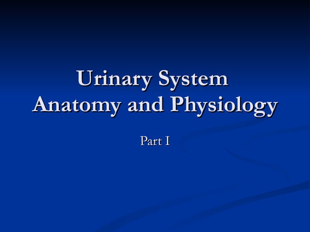 Urinary system anatomy and physiology | PPT | Chemistry | Science