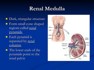Urinary system anatomy and physiology | PPT