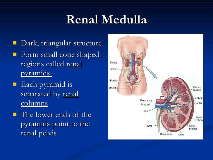 Urinary system anatomy and physiology