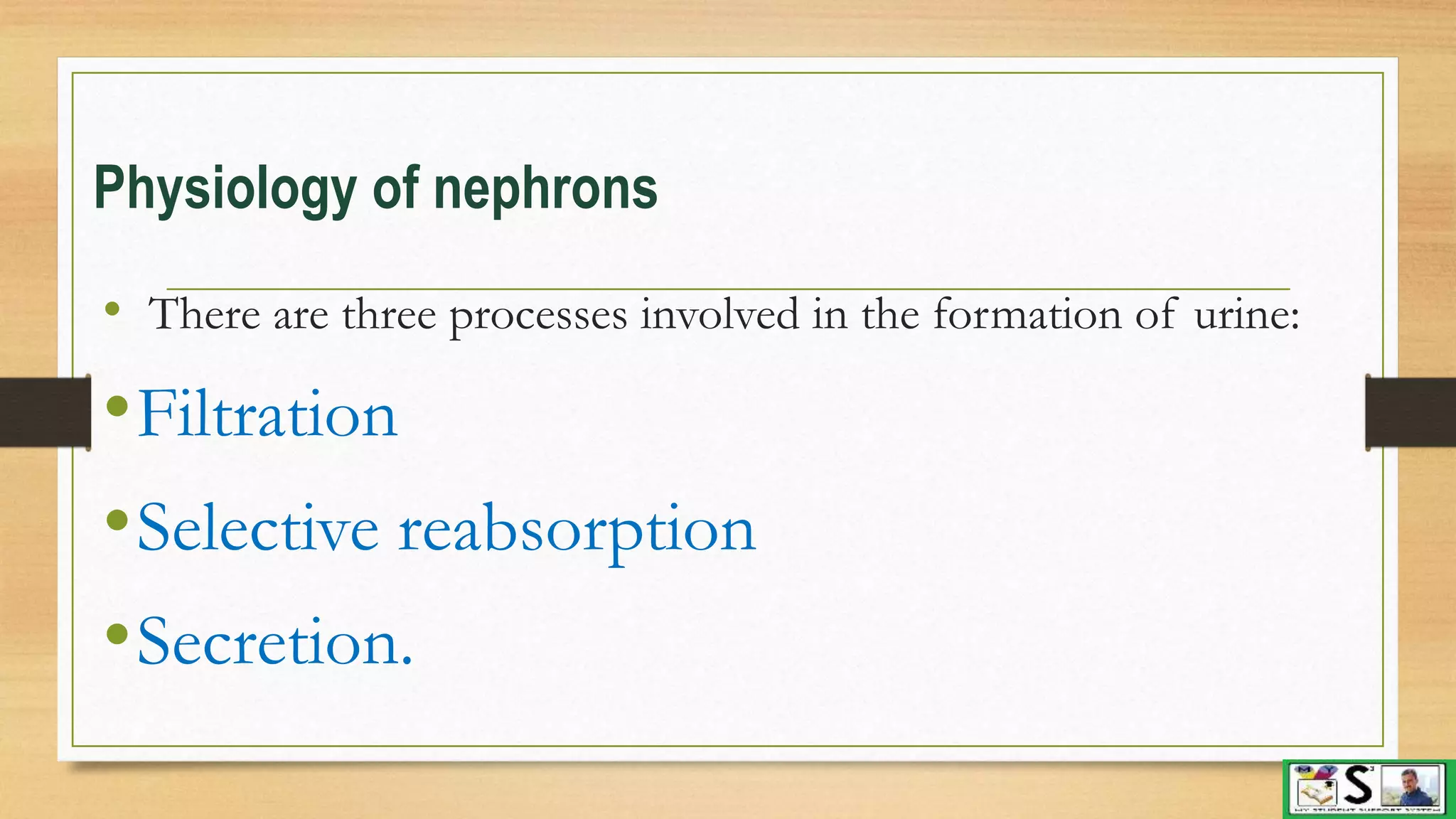 Urinary system (anatomy and physioloyg of nephrons ) english | PPTX