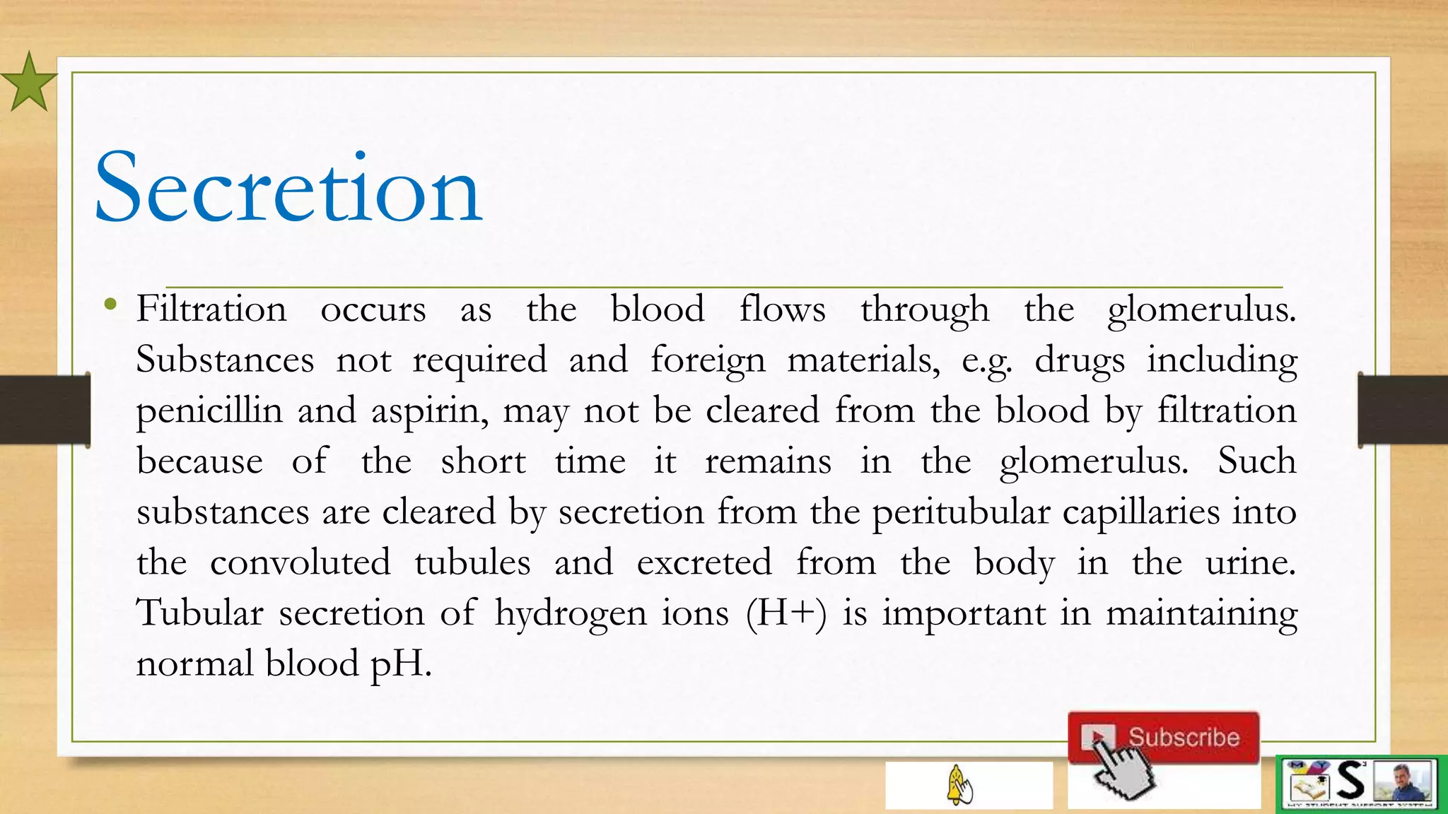 Urinary system (anatomy and physioloyg of nephrons ) english | PPTX