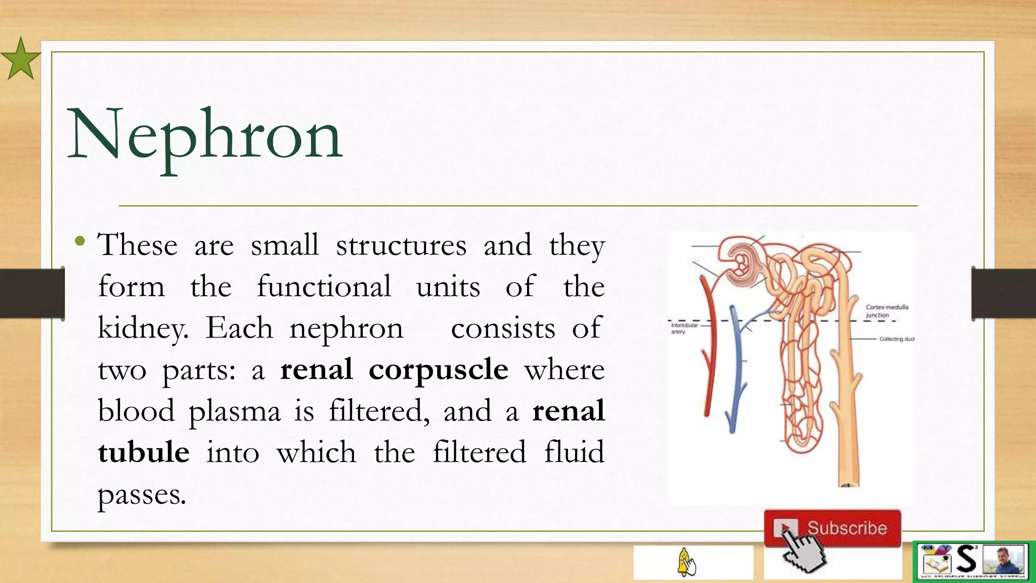 Urinary system (anatomy and physioloyg of nephrons ) english | PPTX