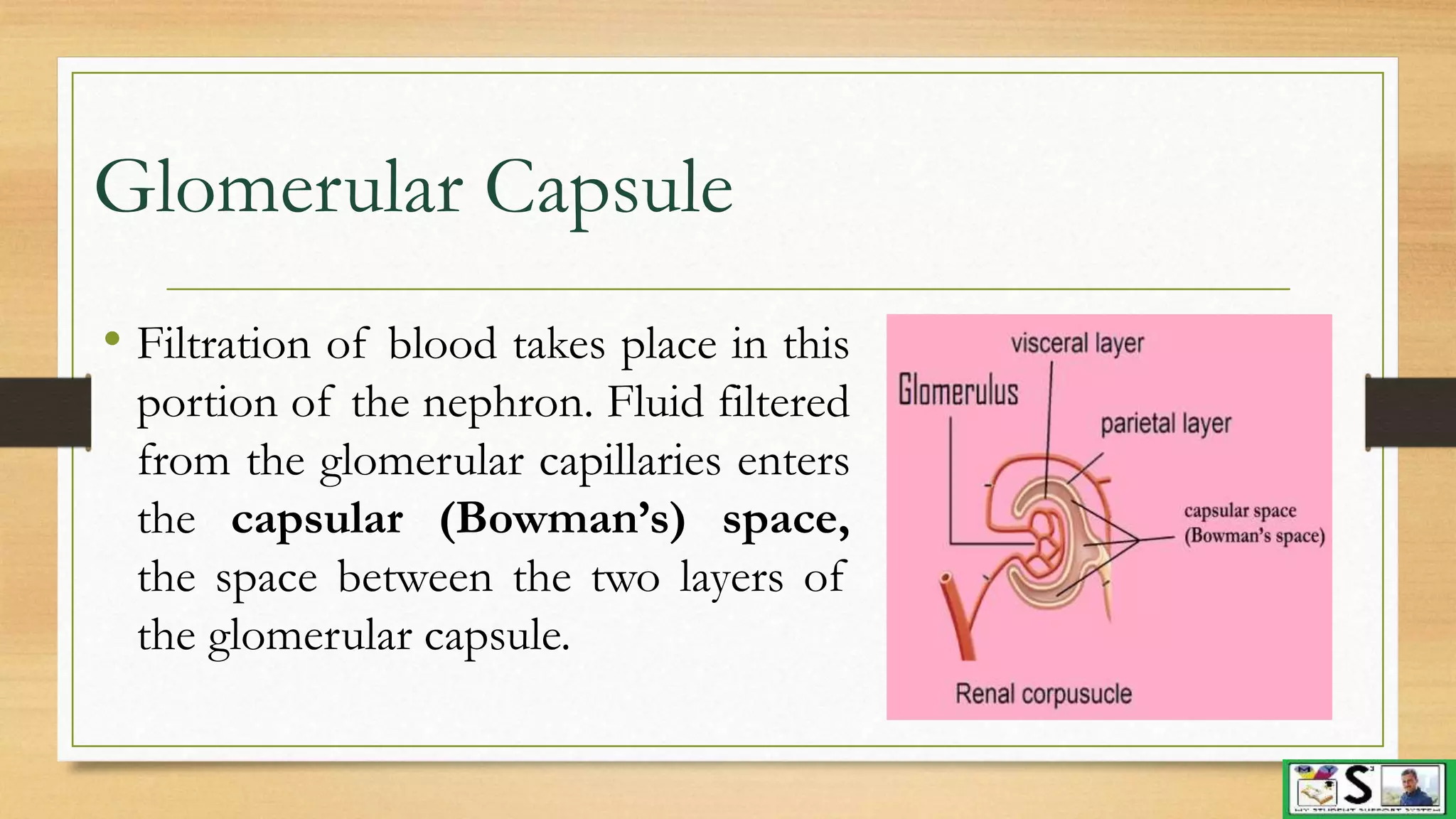 Urinary system (anatomy and physioloyg of nephrons ) english | PPTX