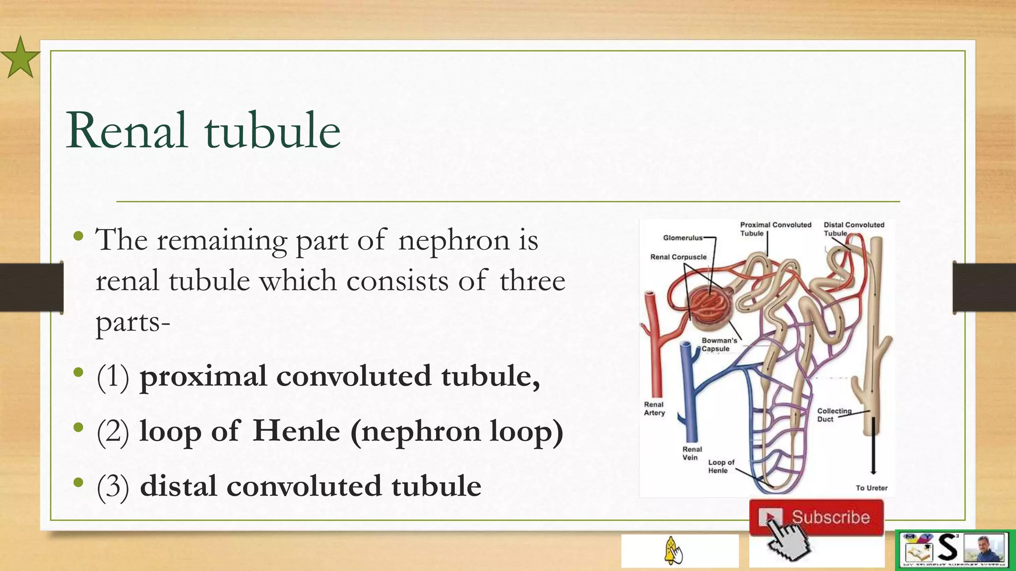 Urinary system (anatomy and physioloyg of nephrons ) english | PPTX