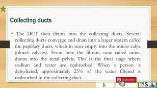 Urinary system (anatomy and physioloyg of nephrons ) english | PPTX