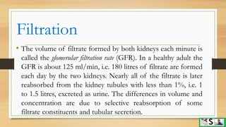 Urinary system (anatomy and physioloyg of nephrons ) english | PPT