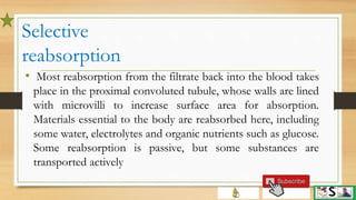 Urinary system (anatomy and physioloyg of nephrons ) english | PPTX