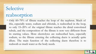 Urinary system (anatomy and physioloyg of nephrons ) english | PPTX