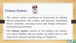 Urinary system (anatomy and physioloyg of nephrons ) english | PPTX
