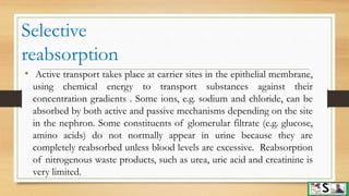 Urinary system (anatomy and physioloyg of nephrons ) english | PPTX