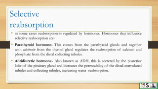 Urinary system (anatomy and physioloyg of nephrons ) english | PPTX