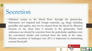 Urinary system (anatomy and physioloyg of nephrons ) english | PPTX