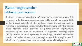 Urinary system (anatomy and physioloyg of nephrons ) english | PPTX