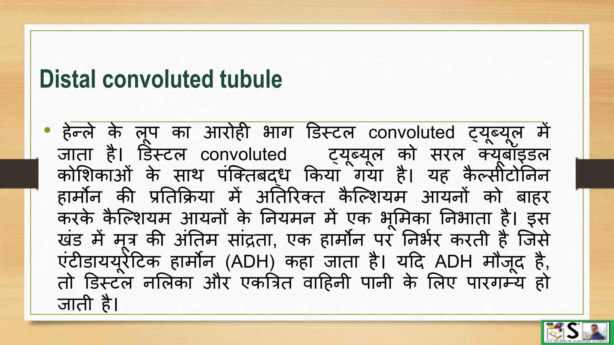 Urinary system (anatomy and physioloyg of nephrons ) hindi | PPTX