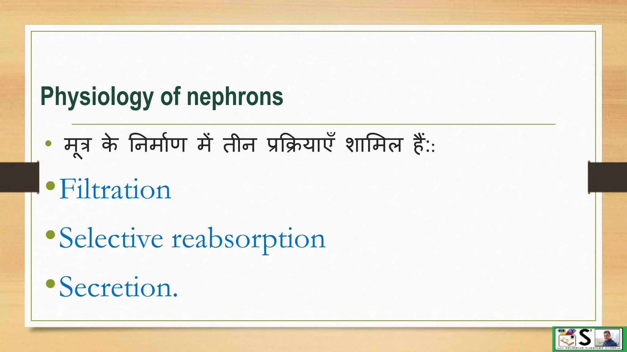 Urinary system (anatomy and physioloyg of nephrons ) hindi | PPTX