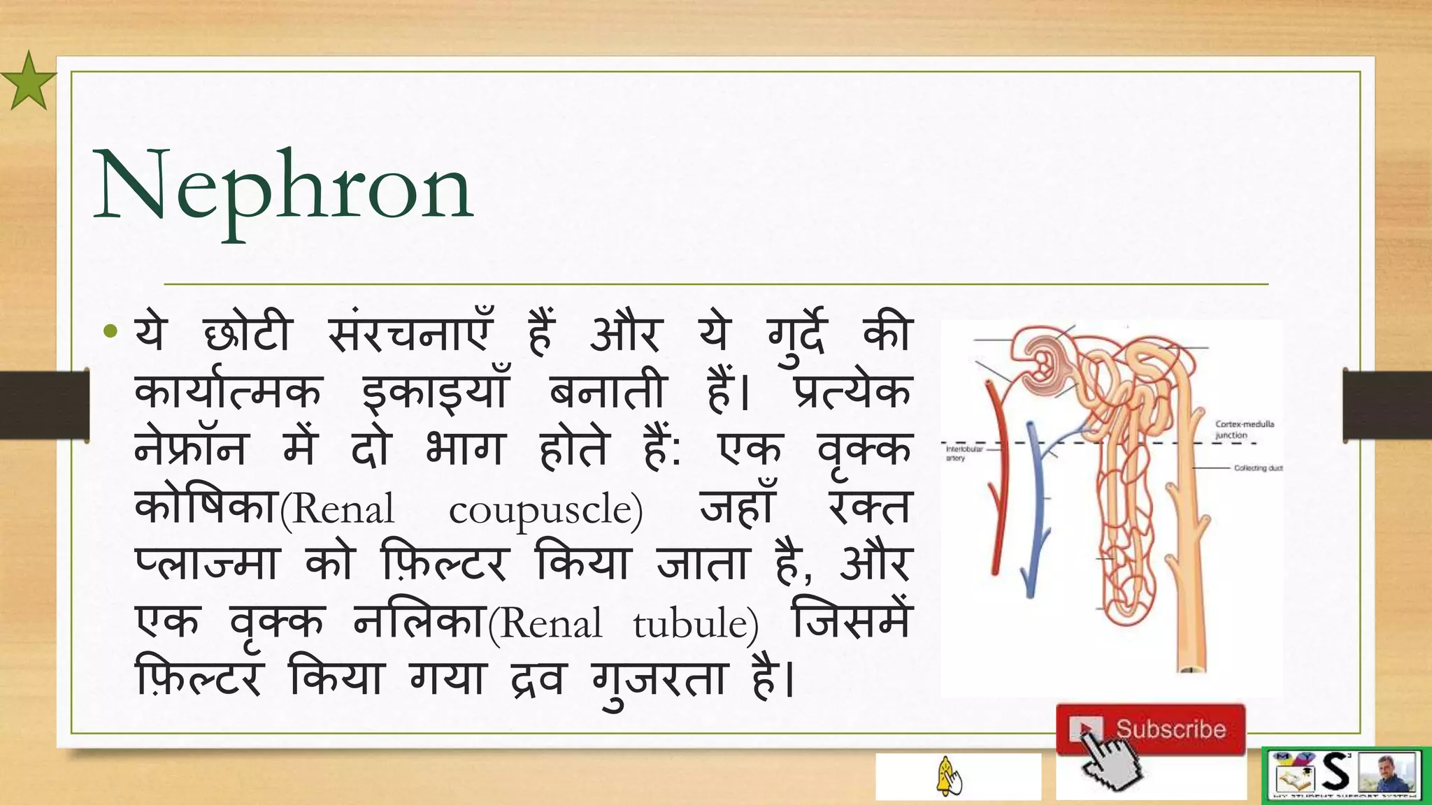 Urinary system (anatomy and physioloyg of nephrons ) hindi | PPTX