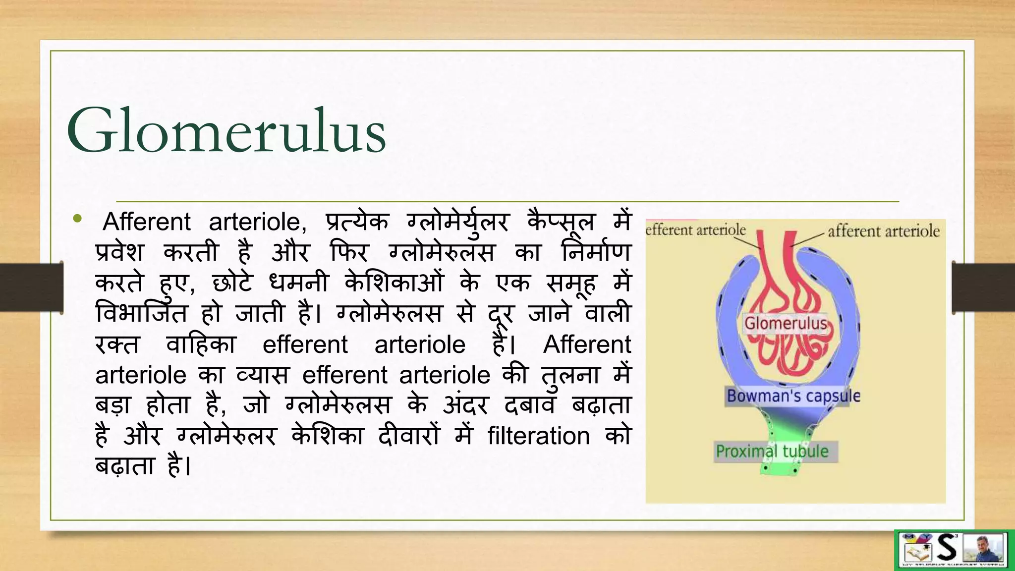 Urinary system (anatomy and physioloyg of nephrons ) hindi | PPTX