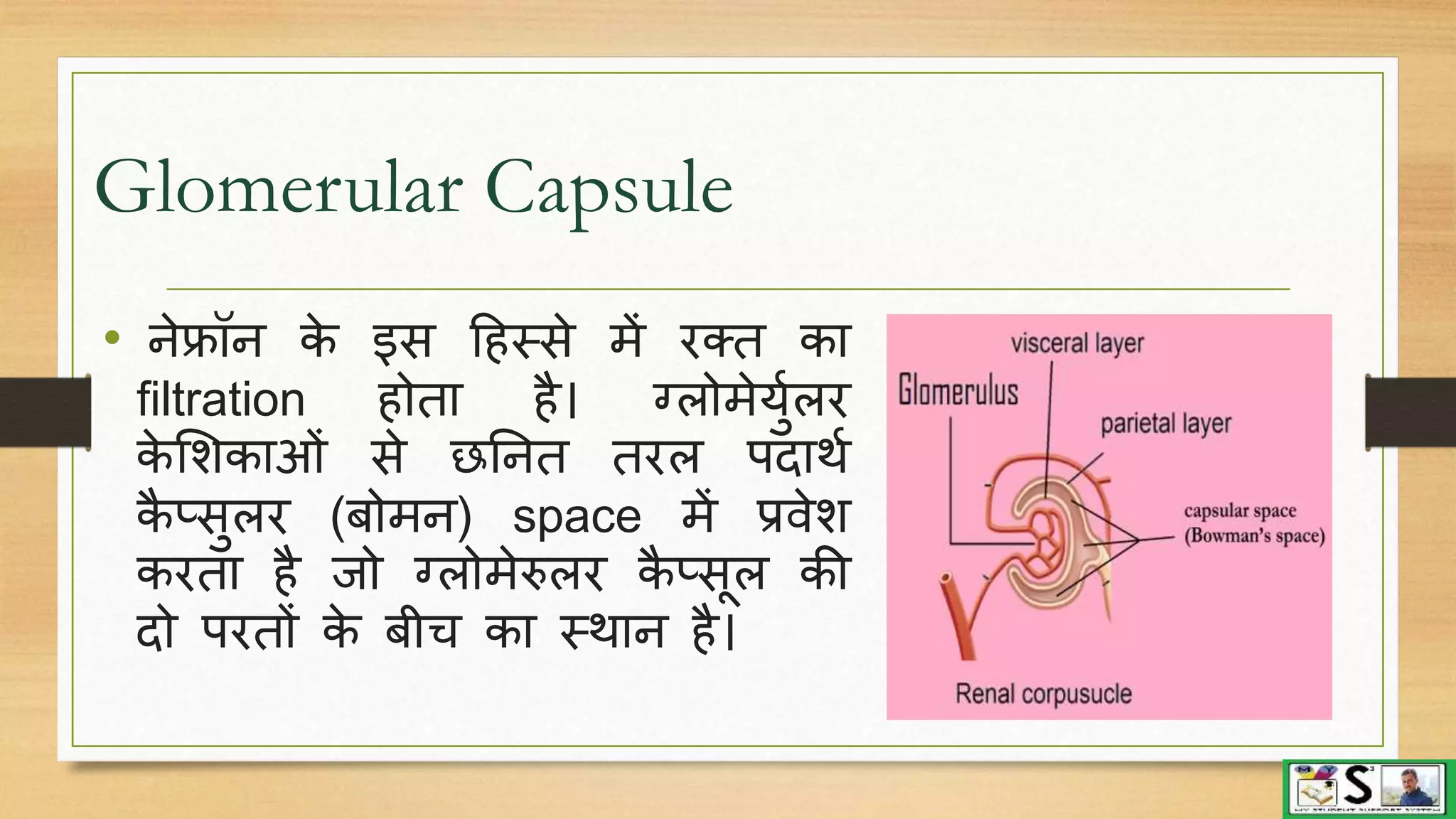 Nephron Simple Diagram In Hindi