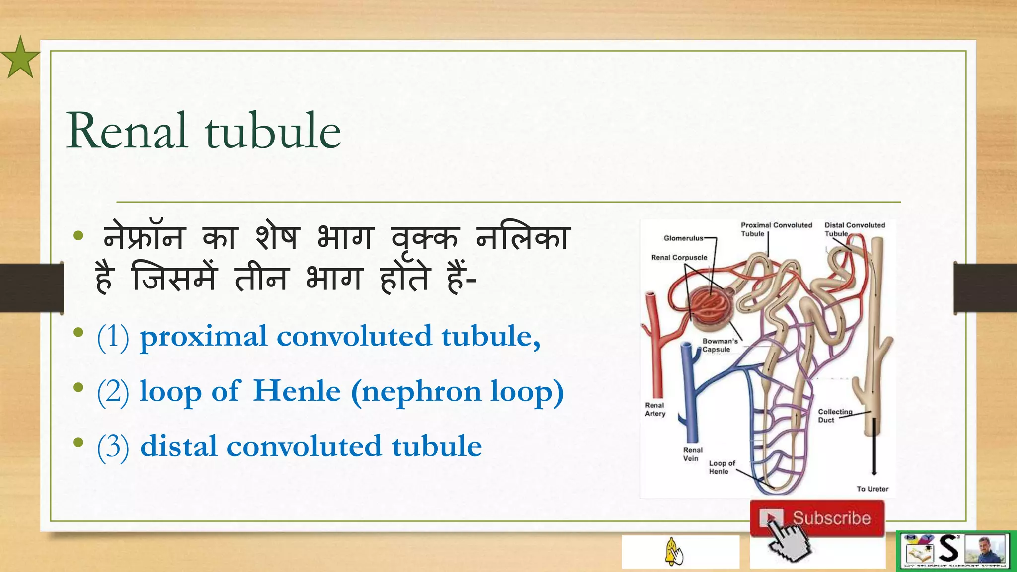 Urinary system (anatomy and physioloyg of nephrons ) hindi | PPT