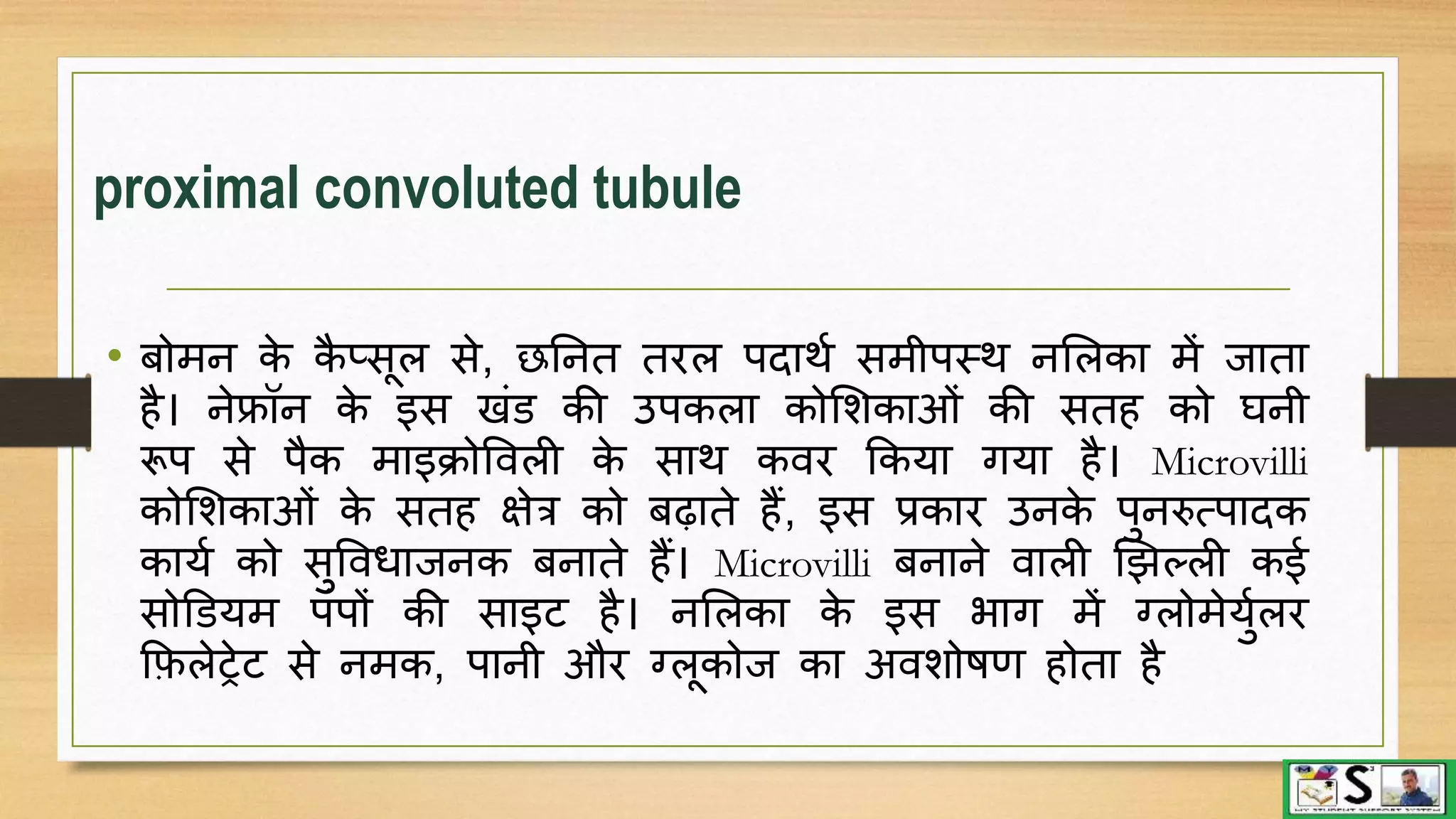 Urinary system (anatomy and physioloyg of nephrons ) hindi | PPTX