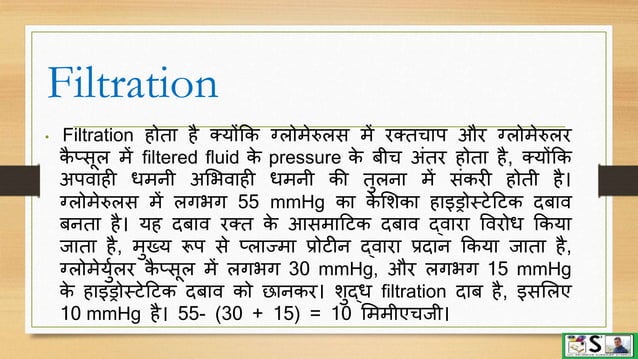 Urinary system (anatomy and physioloyg of nephrons ) hindi | PPTX