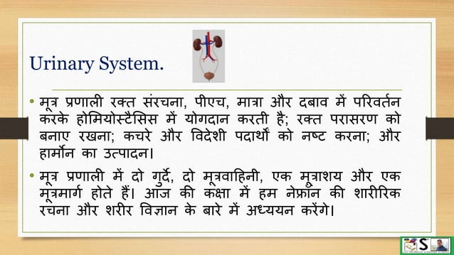 Urinary system (anatomy and physioloyg of nephrons ) hindi | PPTX