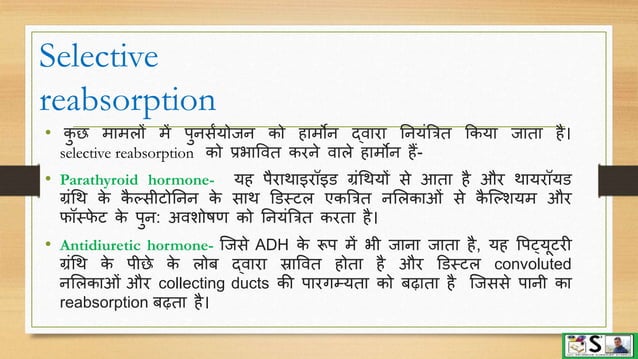 Urinary system (anatomy and physioloyg of nephrons ) hindi | PPTX