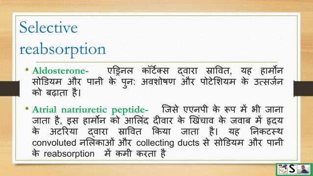 Urinary system (anatomy and physioloyg of nephrons ) hindi | PPTX