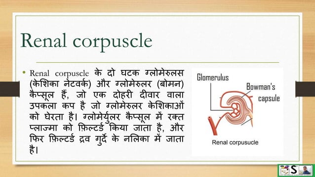 Urinary system (anatomy and physioloyg of nephrons ) hindi | PPTX