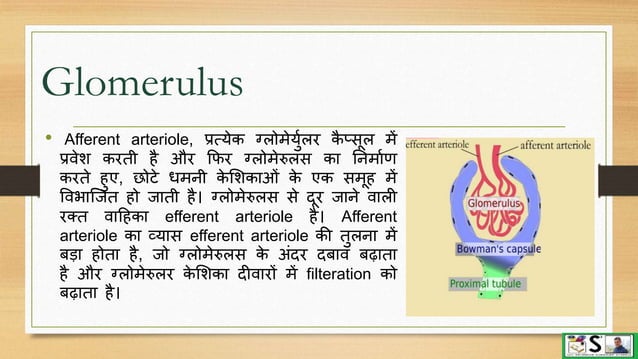 Urinary system (anatomy and physioloyg of nephrons ) hindi | PPTX