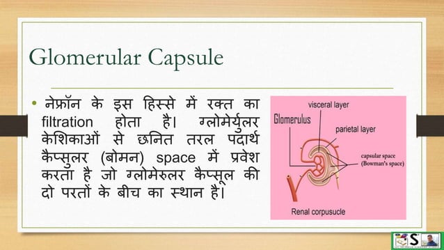 Urinary system (anatomy and physioloyg of nephrons ) hindi | PPTX