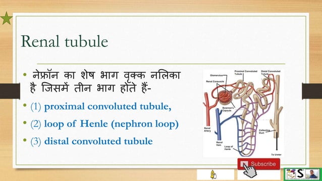 Urinary system (anatomy and physioloyg of nephrons ) hindi | PPTX