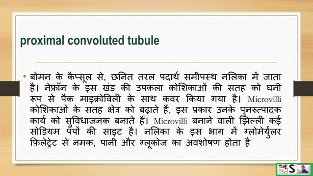 Urinary system (anatomy and physioloyg of nephrons ) hindi | PPTX