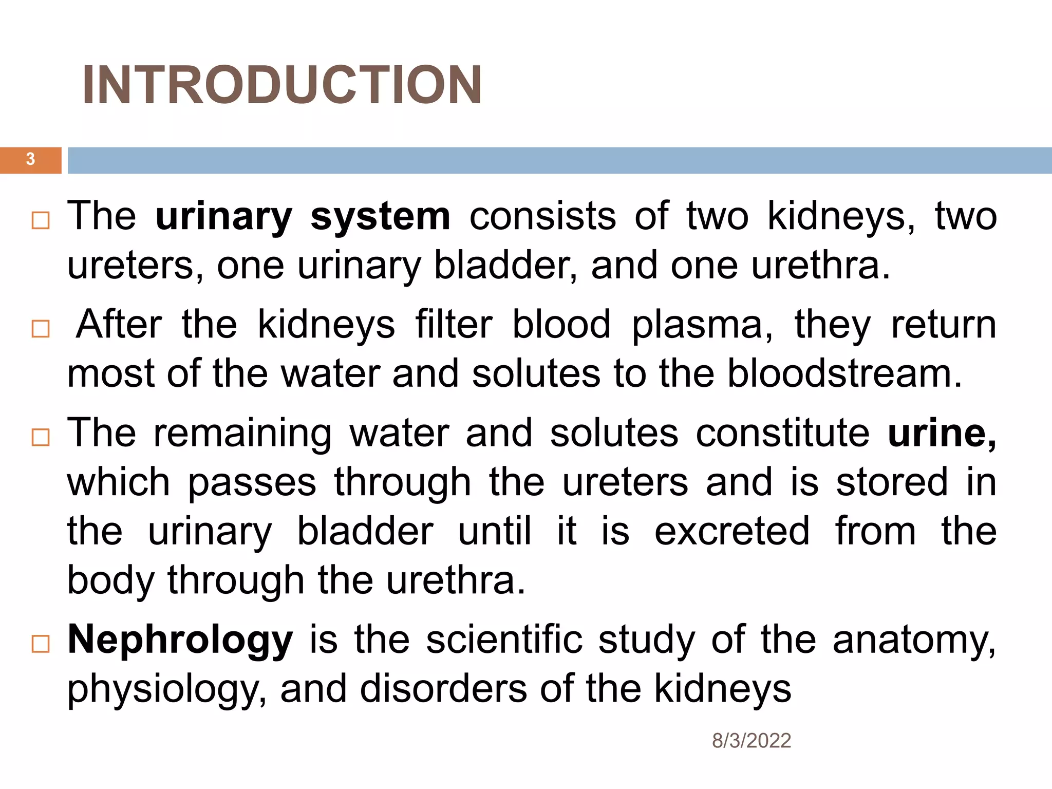 Urinary System Anatomy for Med Lab.pptx