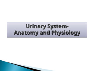 Comprehensive Overview of the Urinary System: Anatomy, Physiology, and ...