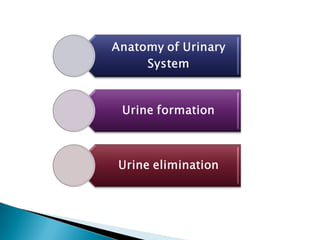 Comprehensive Overview of the Urinary System: Anatomy, Physiology, and ...
