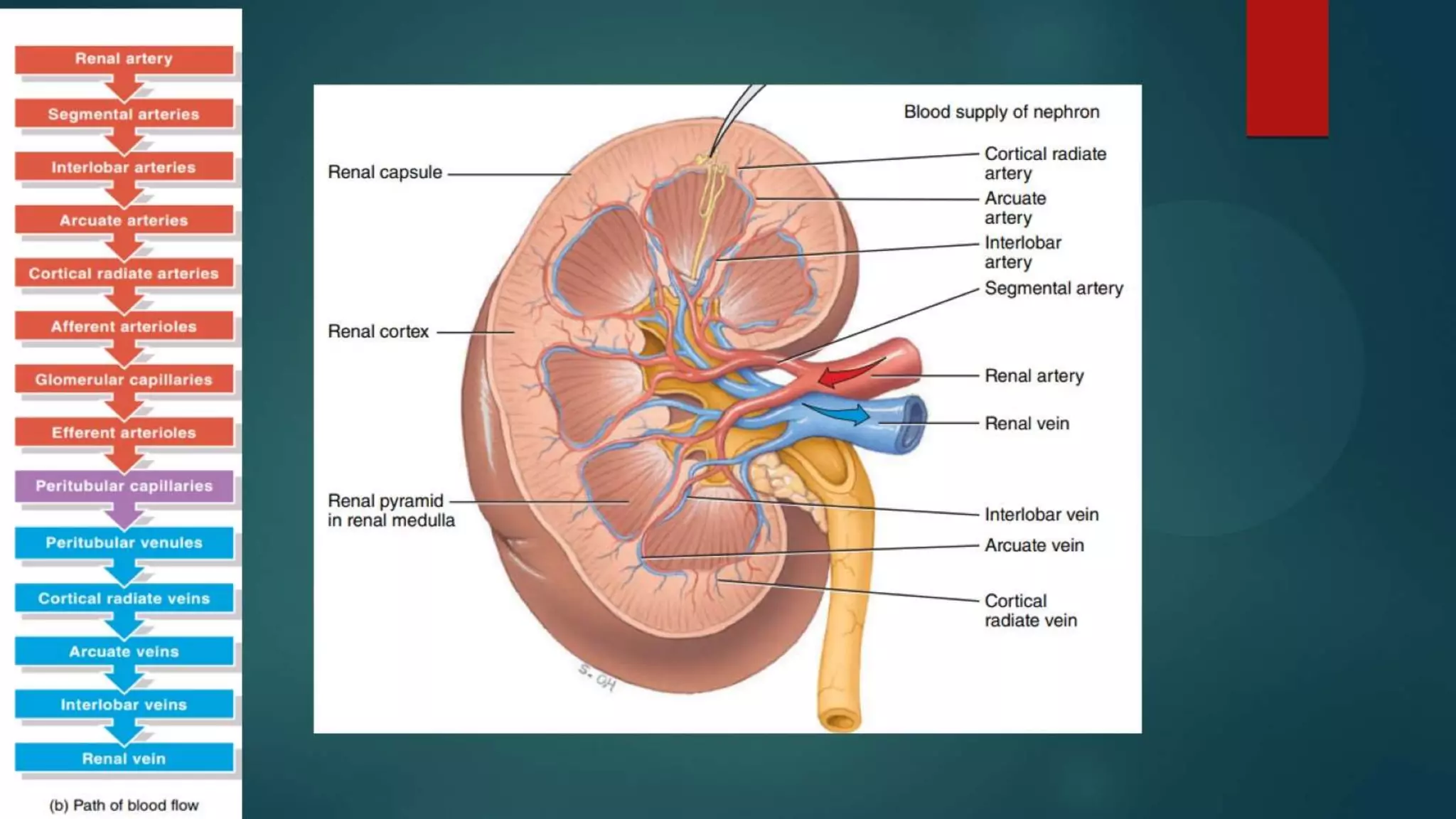 Urinary system by Dk.pptx
