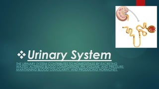 Urinary system by Dk.pptx