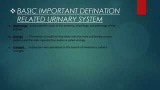 Urinary system by Dk.pptx